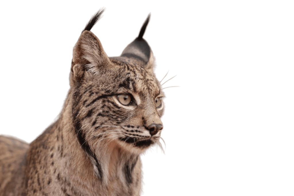 PHOTOGRAPHIC HIDES - IBERIAN LYNX - Photo Hides - Wild Watching Spain