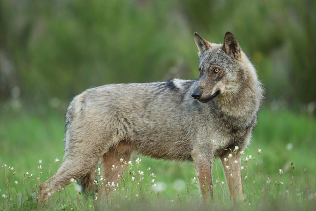 Avistamiento de Lobos Ibéricos - Photo Hides - Wild Watching Spain