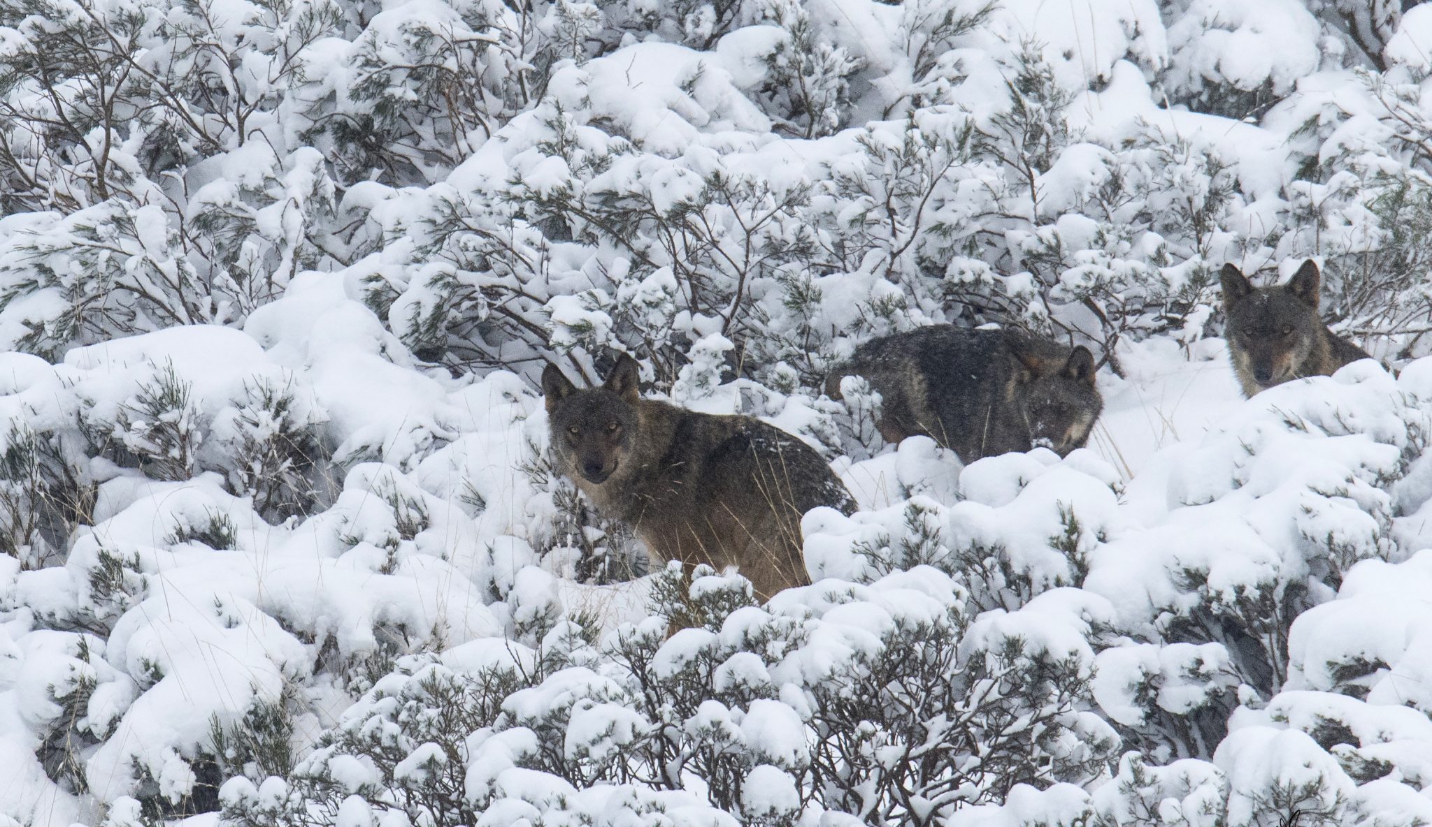 Avistamiento de Lobos Ibéricos - Photo Hides - Wild Watching Spain