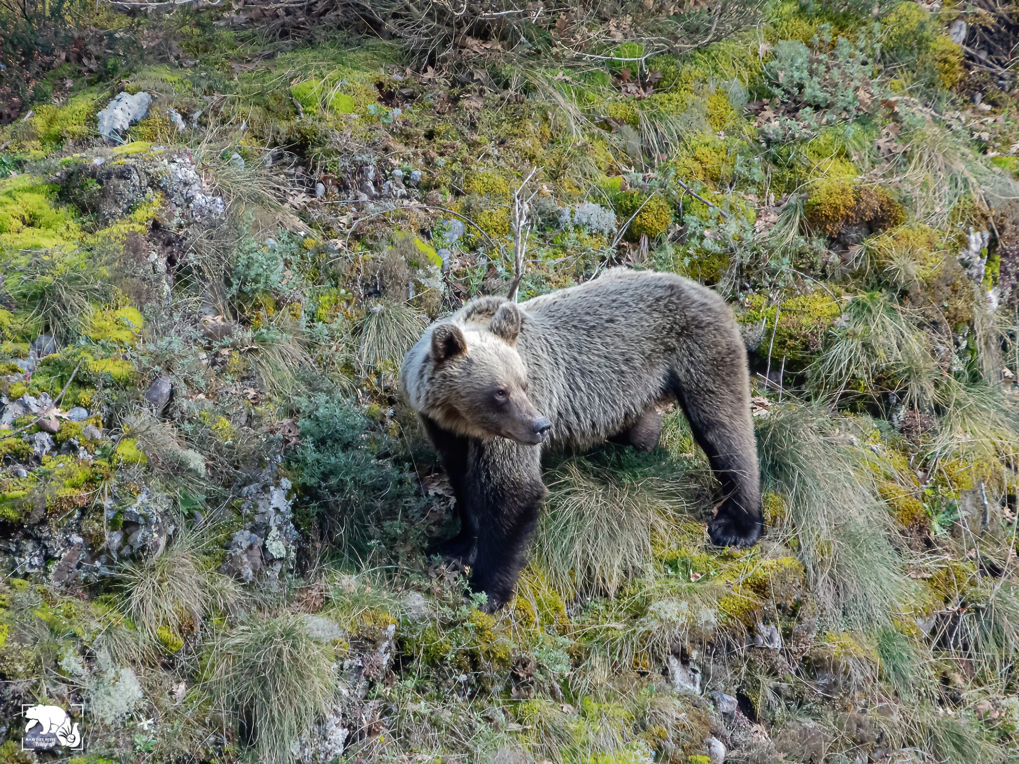 Sighting Cantabrian Brown Bear - Photo Hides - Wild Watching Spain