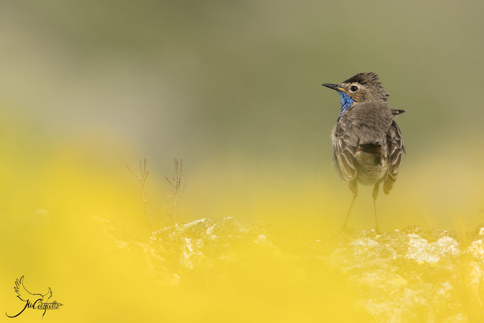 Photography of Alpine and Subalpine Birds - Photo Hides - Wild Watching ...