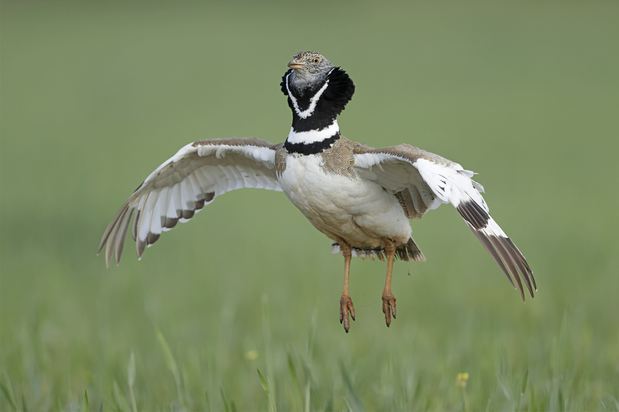 Little Bustard Photo Hides - Wild Watching Spain