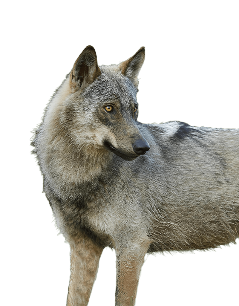 Avistamiento de Lobos Ibéricos - Photo Hides - Wild Watching Spain