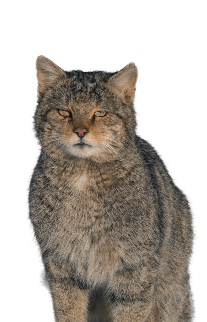 Avistamiento de Gato Montés - Photo Hides - Wild Watching Spain